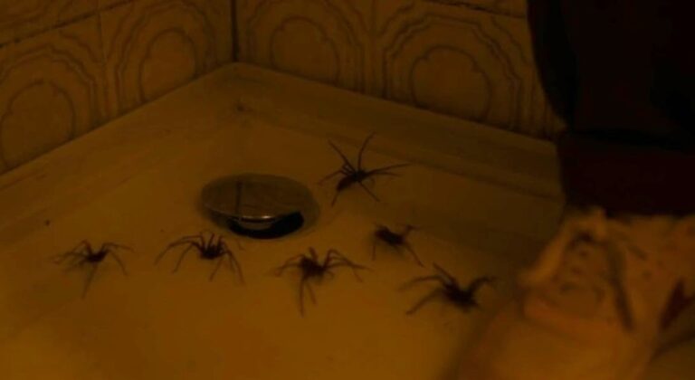 Vermin (Infested): la recensione del film horror coi ragni di Sébastien ...